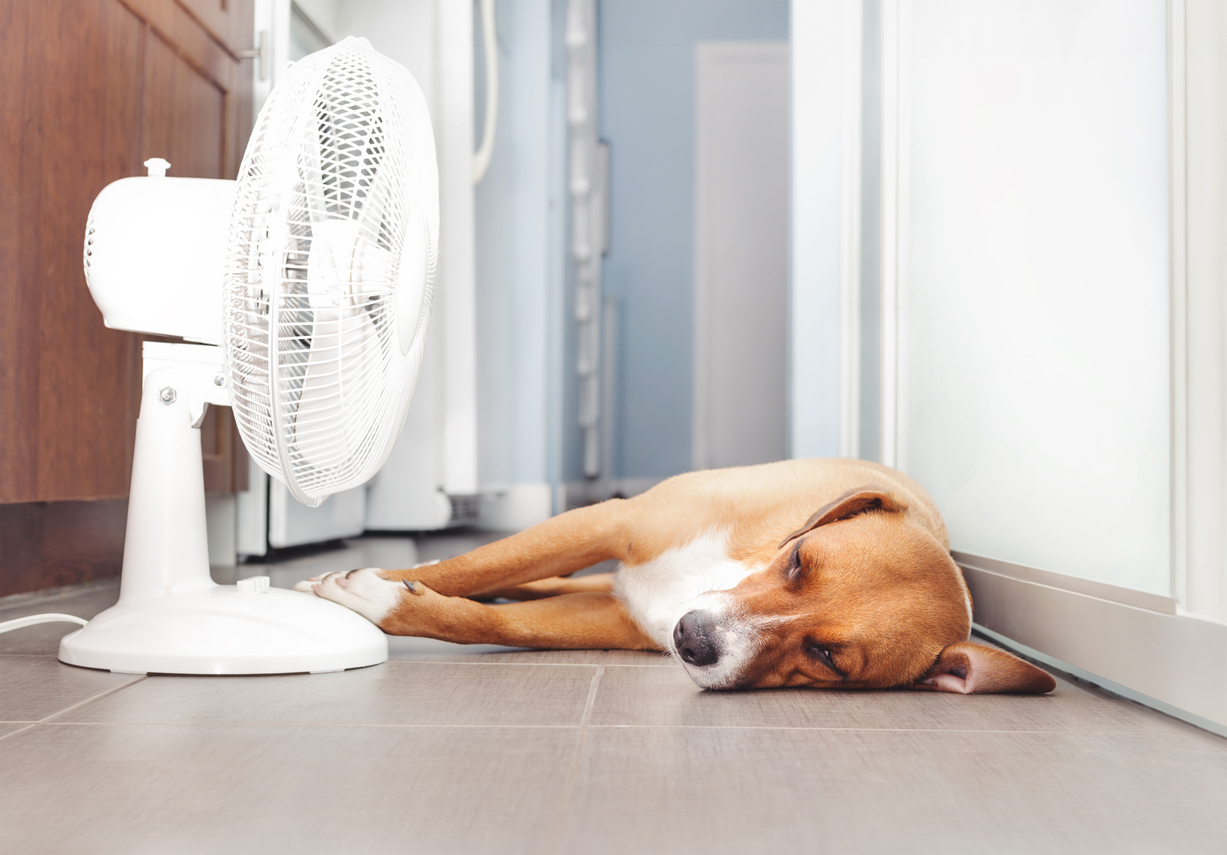 How To Keep Pets Cool in the Summer Without AC